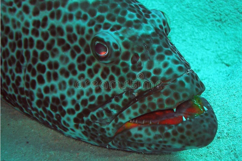 Goliath Grouper in the Light Stock Photo - Image of life, goliath: 17878870