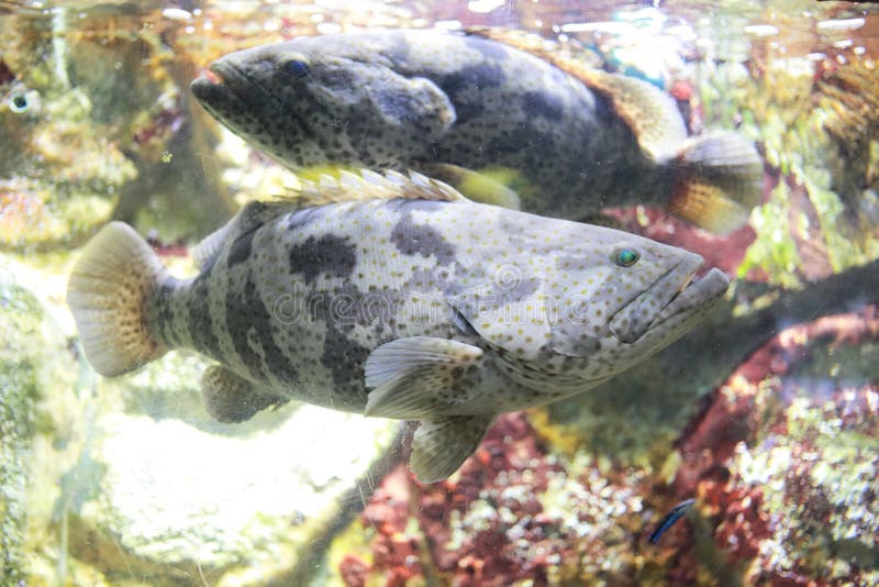 Grouper stock image. Image of ocean, australia, underwater - 71699075