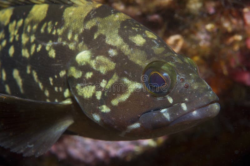 Grouper9 stock image. Image of underwater, life, aquatic - 67285091