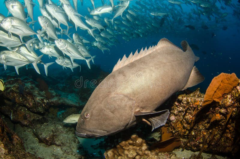 Grouper, Sea of cortez. stock image. Image of green, gulf - 38569119