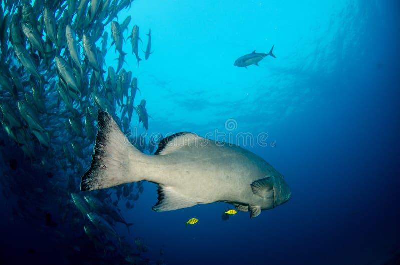 Grouper, Sea of cortez. stock photo. Image of monster - 38569284