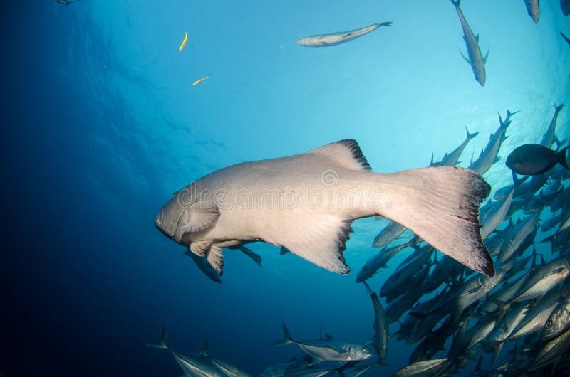 Grouper, Sea of cortez. stock photo. Image of bass, great - 38569732
