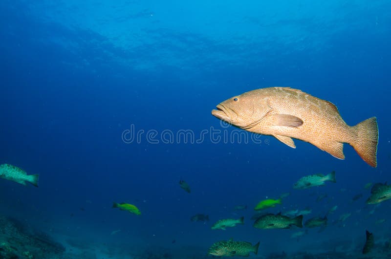 Grouper, Sea of cortez. stock image. Image of leopard - 38577201