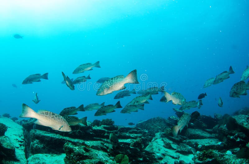 Grouper, Sea of cortez. stock photo. Image of blue, life - 38554258