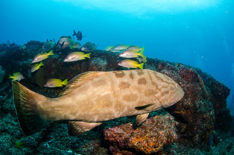 Grouper, Sea of cortez. stock image. Image of bass, large - 38554457