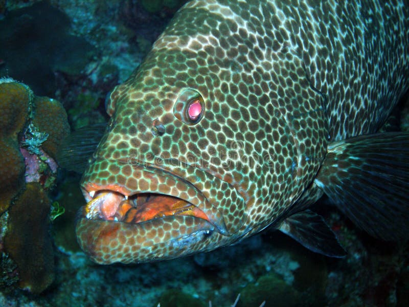 Grouper and Teeth, Grand Cayman Stock Photo - Image of night, feed: 6910662