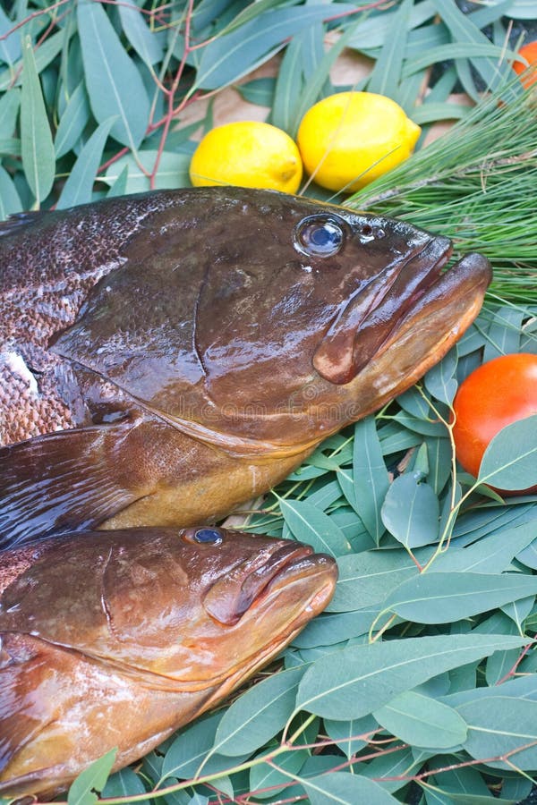 Groupers stock photo. Image of fruit, diet, nutrition - 33127878