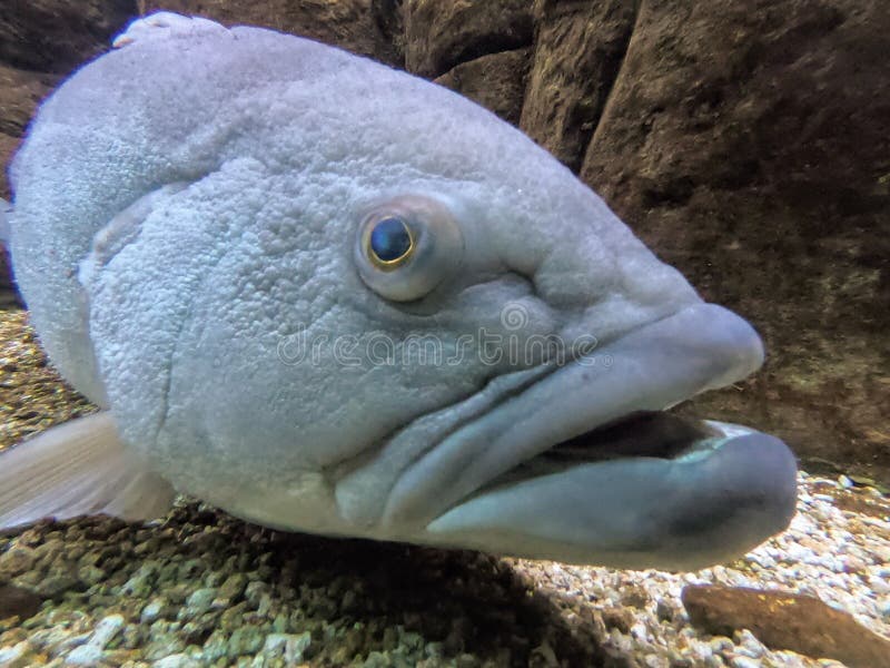 A Groupers Fish Under the Water Stock Photo - Image of tropical, ocean ...