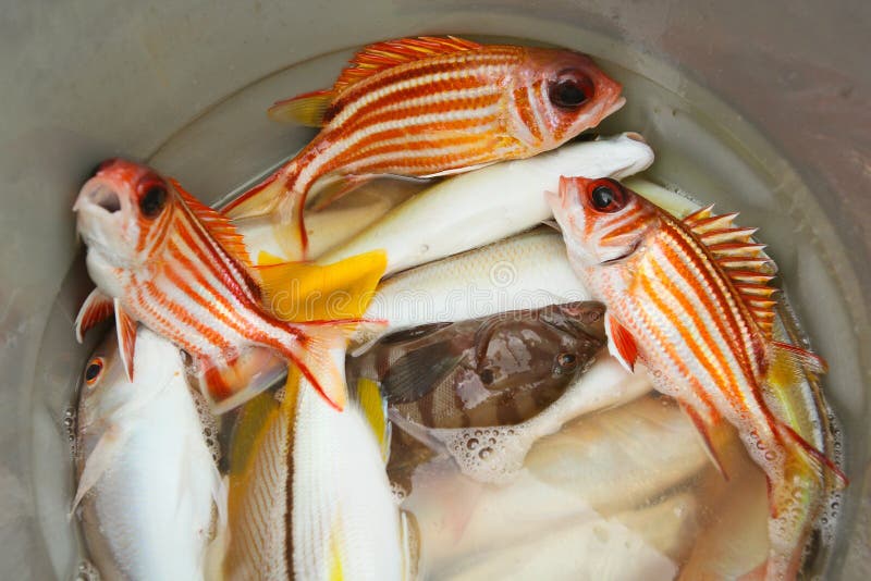 Reef Fish Size Hand Stock Photos - Free & Royalty-Free Stock Photos ...