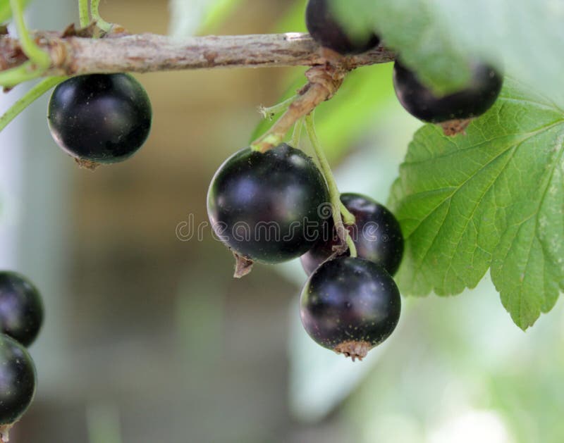Groupes De Baies De Cassis Sur Une Branche Photo stock - Image du ...