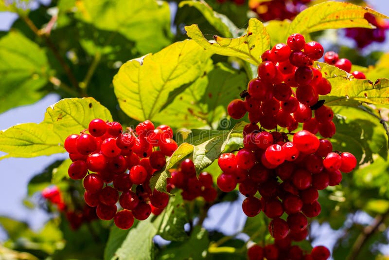 Groupes De Baies Rouges De Viburnum Sur Un Arbre Image stock - Image du ...