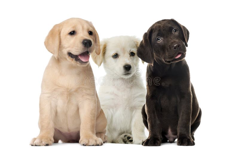 Groupes De Chiens, Chiots De Labrador Image stock - Image du mammifères ...