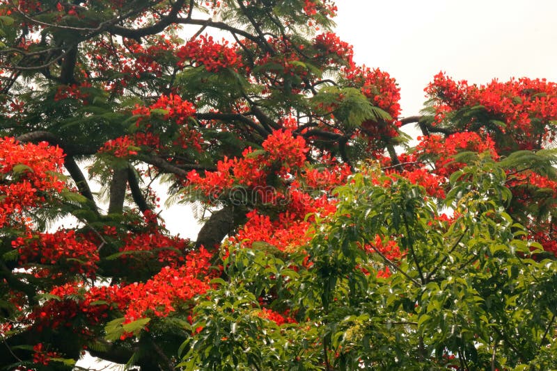 GROUPES DE FLEURS ROUGES SUR UN ARBRE FLAMBOYANT Photo stock - Image du ...