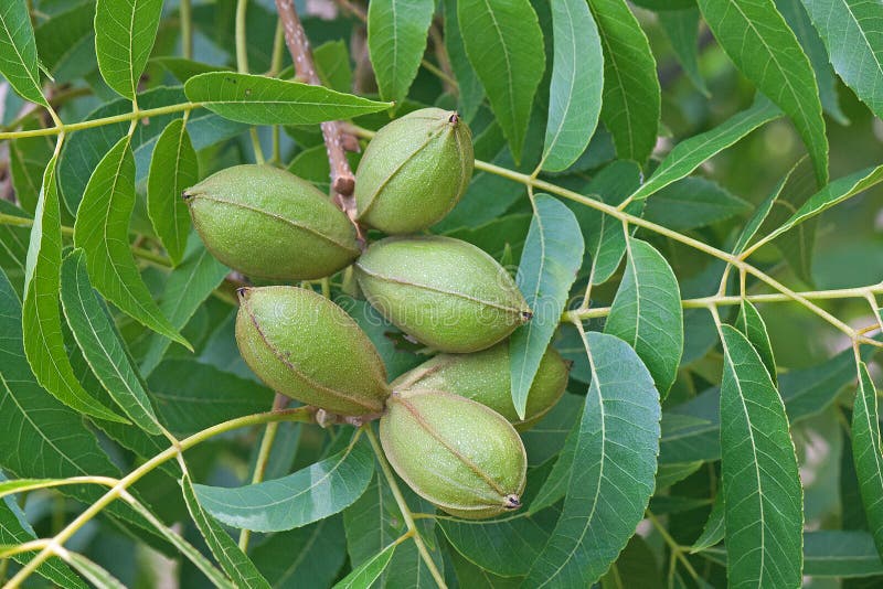 GROUPES DE NOIX DE PÉCAN SUR UN ARBRE Image stock - Image du maturation ...