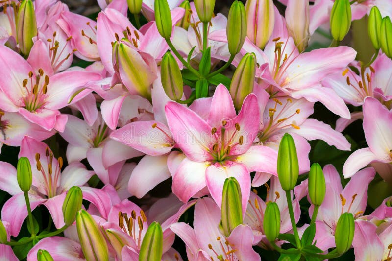 Grouping of Asiatic Lilies in Full Bloom Stock Image - Image of flowers ...