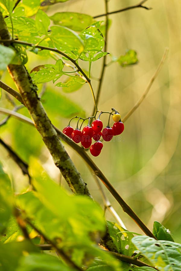 Grouping of Bright Red Nightshade Berries on Vine Stock Image - Image ...