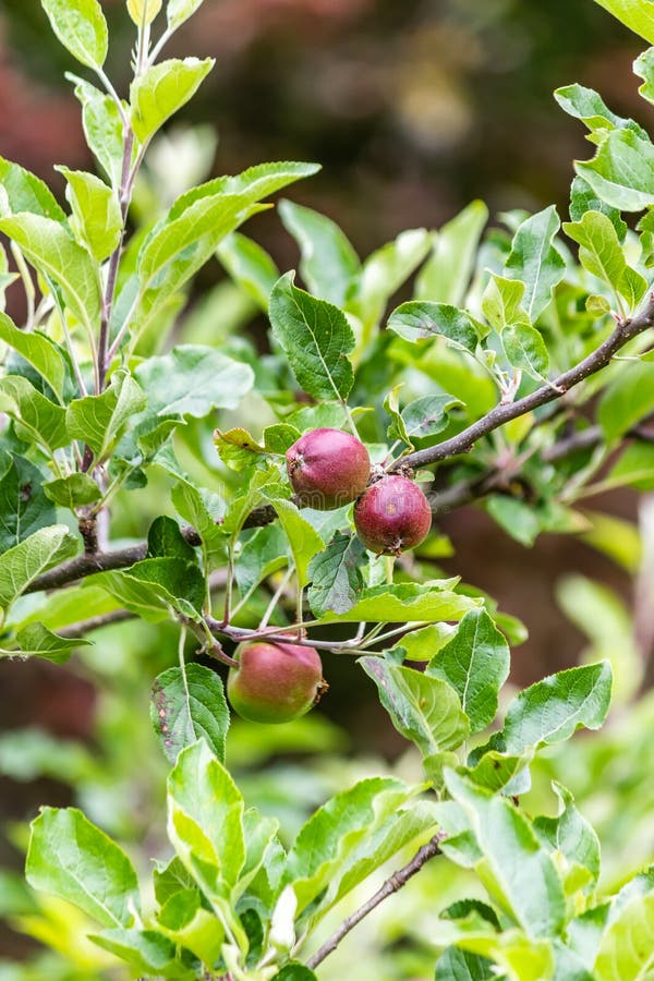 Grouping of Small Red Apples on Branches Stock Photo - Image of fresh ...