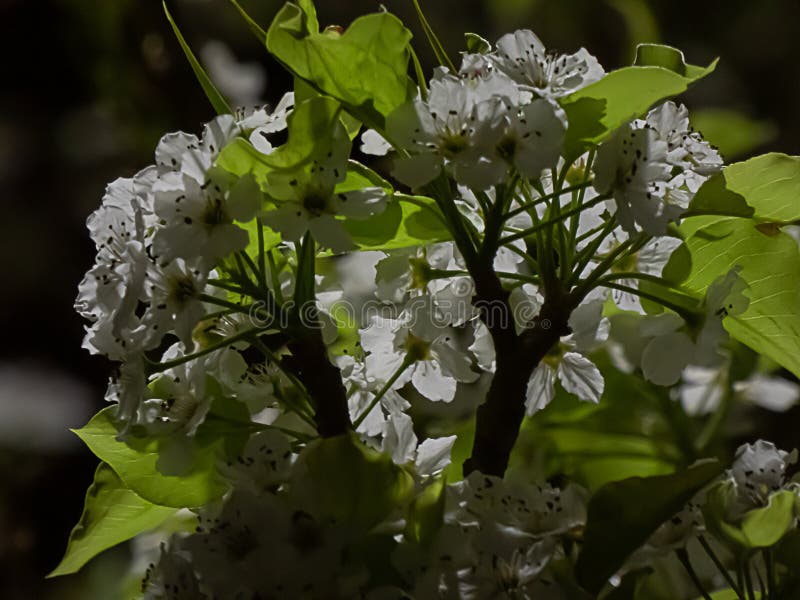 Groupings of White Flowers and Green Leaves on Tree at Night Stock ...