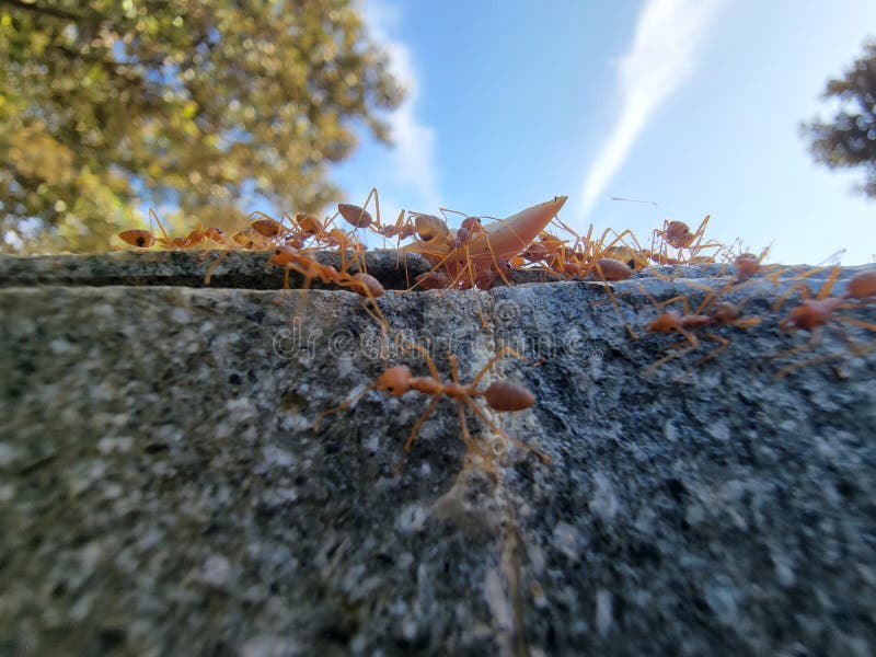 Groups of Ants Carry Food Together Stock Image - Image of ants, food ...