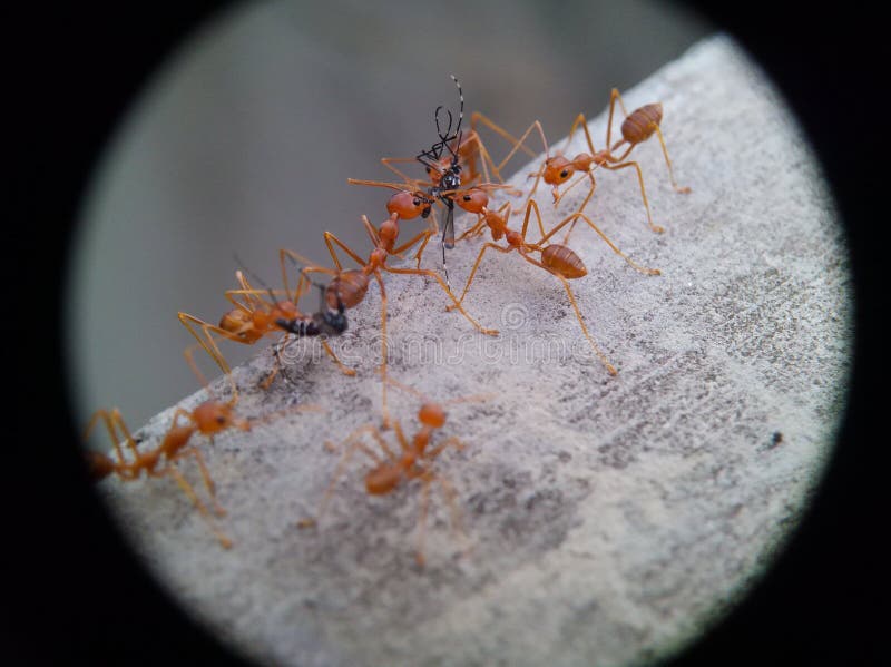 Groups of ants with foods. stock photo. Image of ants - 114576934