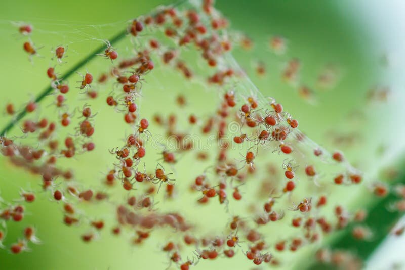 Groups of babies spider stock image. Image of babies - 41367111