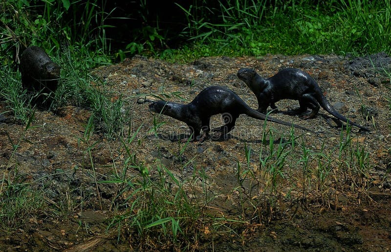 Animals and wildlife stock image. Image of objects, separated - 265177687