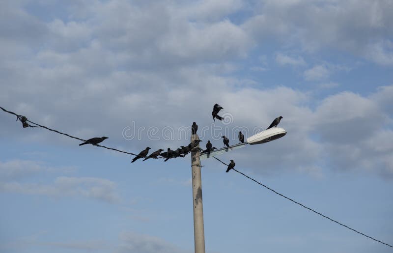 Groups of Black Crows Hanging Around the Streetpost. Stock Photo ...