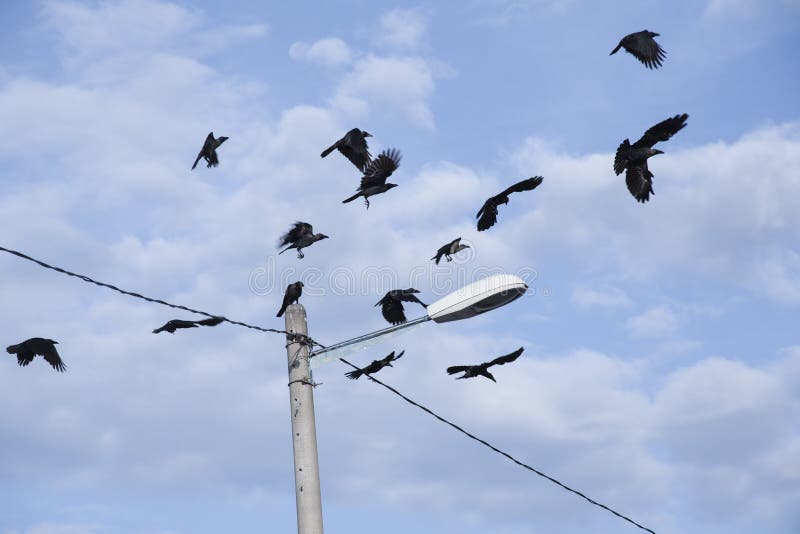Groups of Black Crows Hanging Around the Streetpost. Stock Image ...