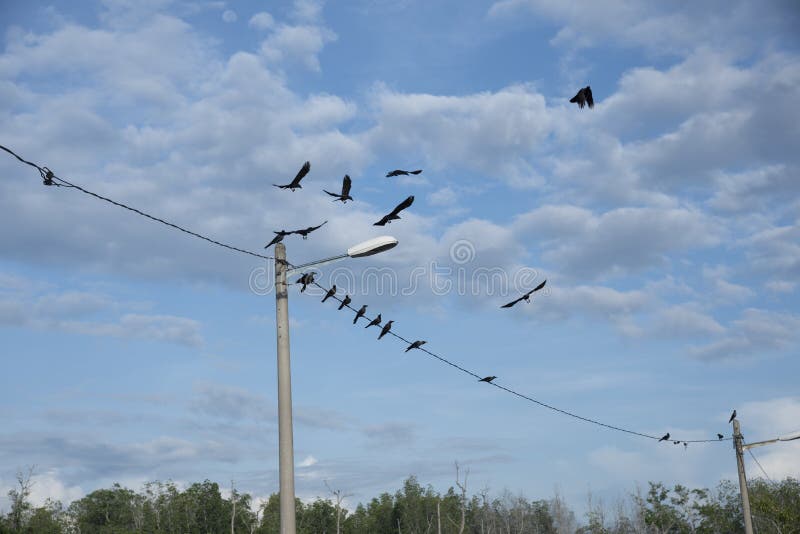 Groups of Black Crows Hanging Around the Streetpost. Stock Image ...