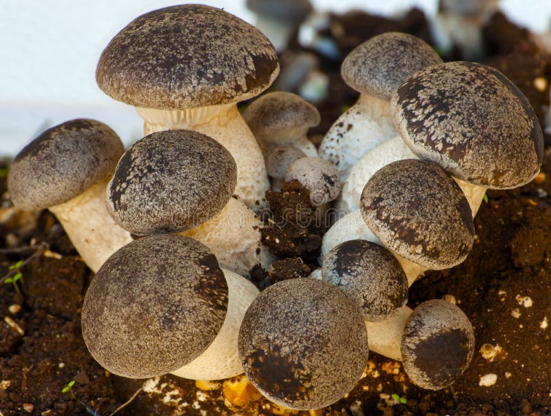 Groups Cultivation of Cardoncelli Mushrooms Stock Photo - Image of ...