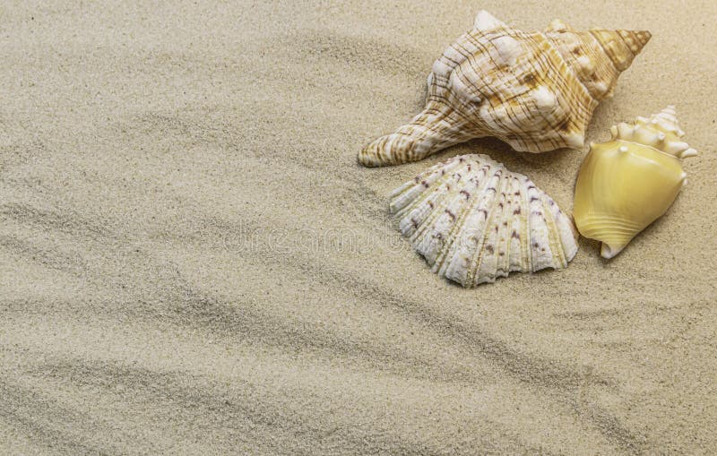 Groups of Different Seashells Lay on the Sea Sand Stock Photo - Image ...