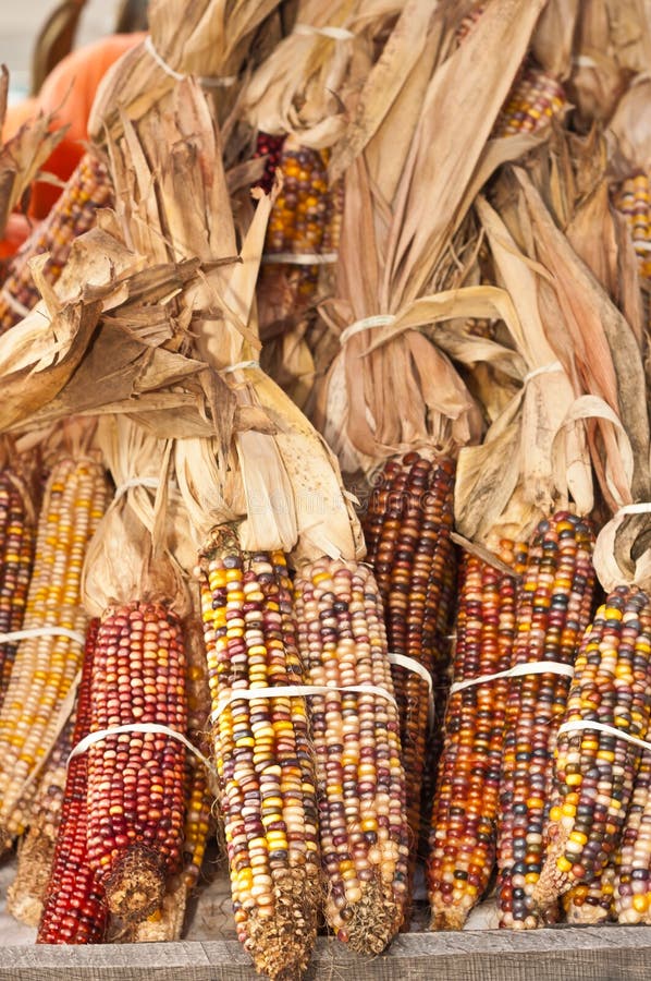 Groups of Dried Indian Corn Decorations Stock Image - Image of ...