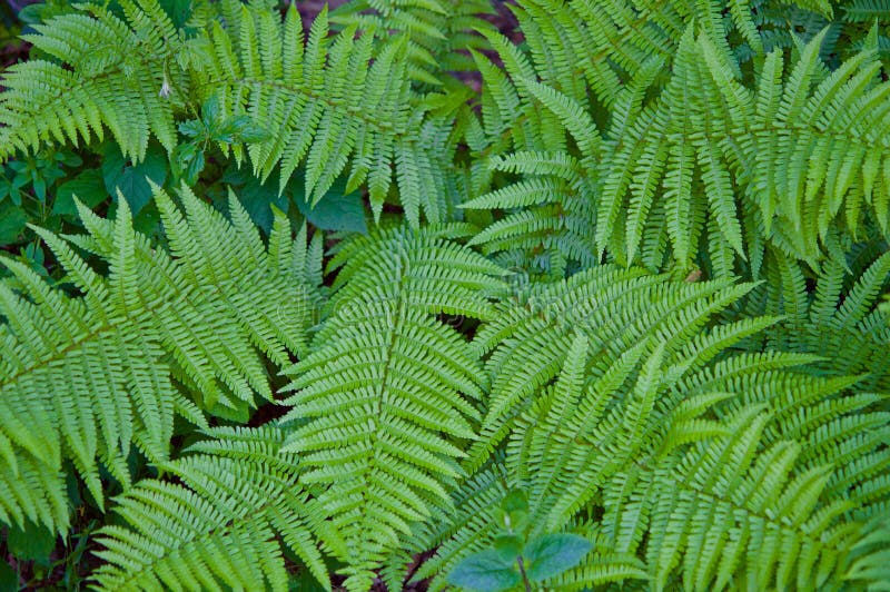 Groups of ferns stock image. Image of isolated, fern - 119278871