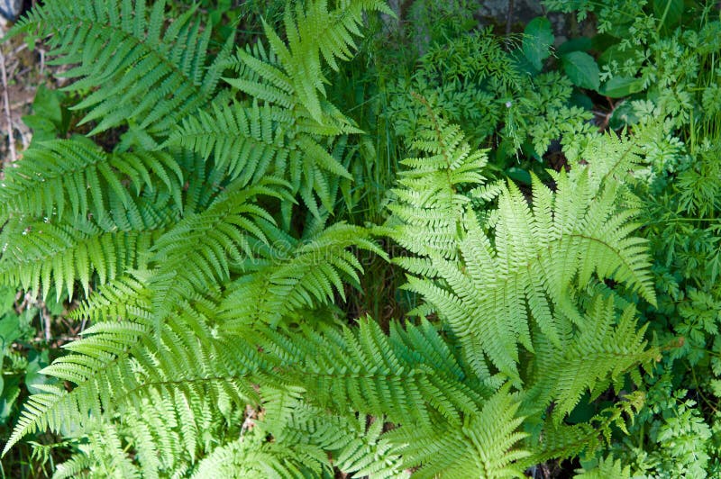 Groups of ferns stock photo. Image of leaf, green, ferns - 119278798
