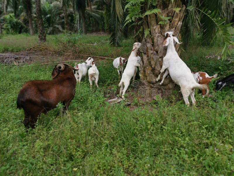 Groups of Goats Grassing at the Plantation Stock Photo - Image of ...