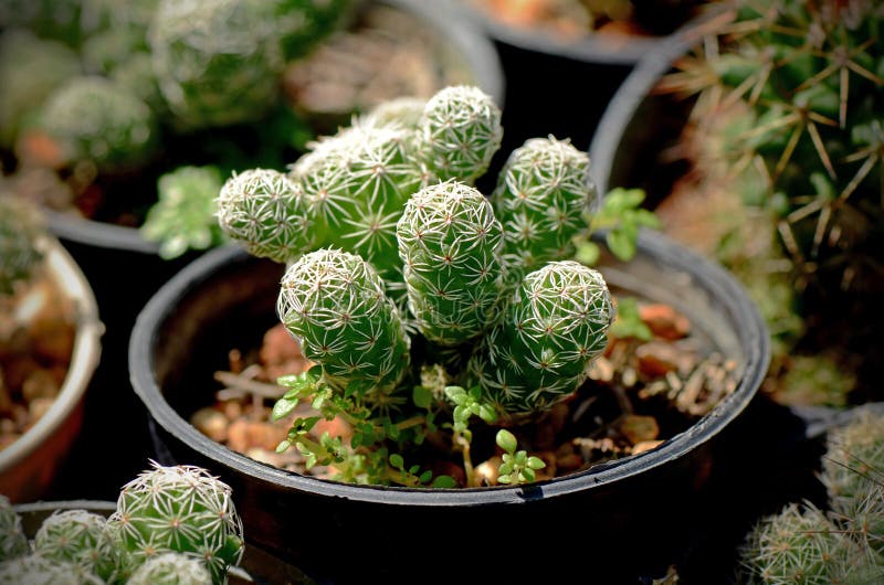 Groups of Green Cactus Budding. Stock Photo - Image of growth, needles ...