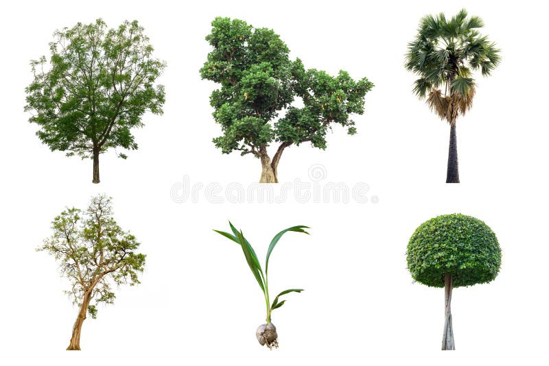 Groups of Green Leafs Trees. Stock Photo - Image of season, foliage ...