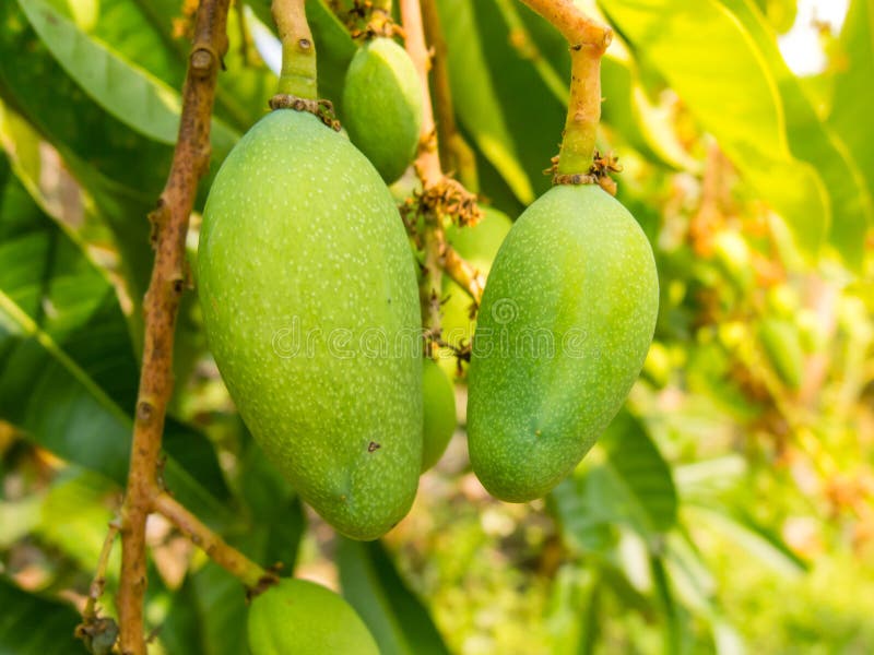 Groups of Hanging Green Mangoes Stock Photo - Image of asia, healthy ...