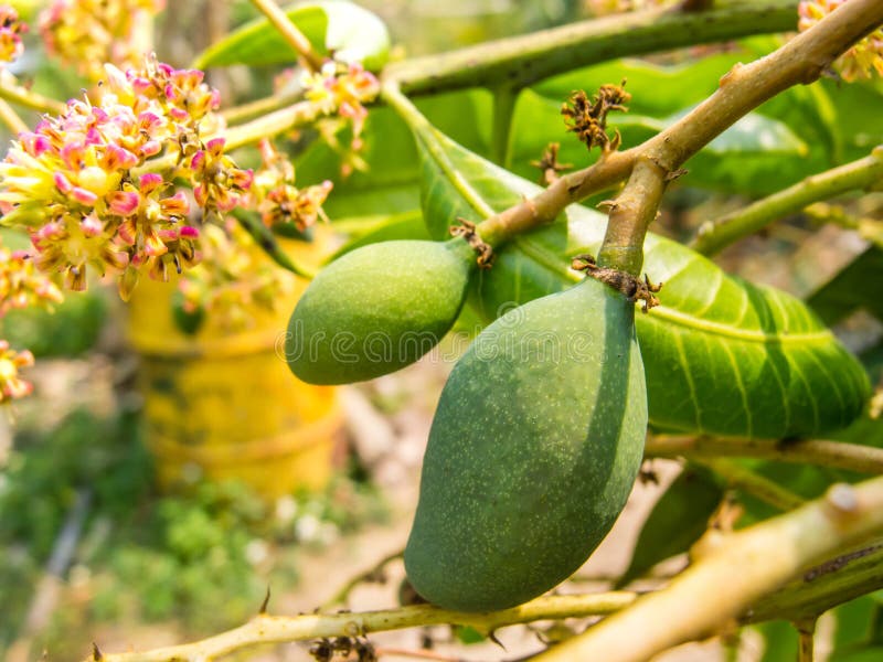 Groups of Hanging Green Mangoes Stock Photo - Image of spring, branch ...
