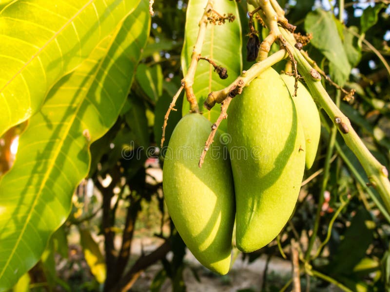 Groups of Hanging Green Mangoes Stock Photo - Image of healthy ...