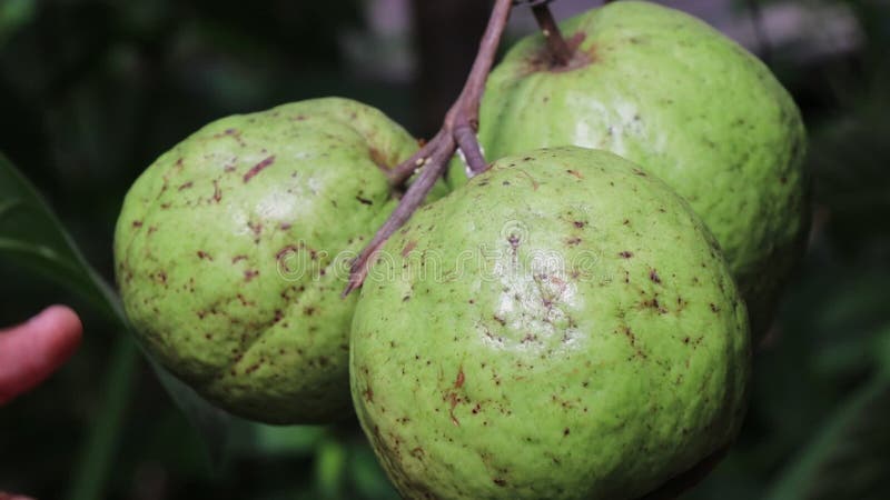 Groups of Large and Fresh Guavas on the Branches of a Tree with Hands ...