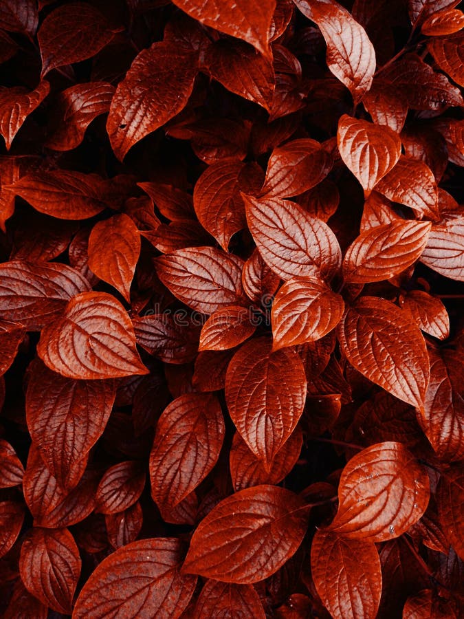 Groups of Leaves in Summer Spring Time Stock Photo - Image of pattern ...