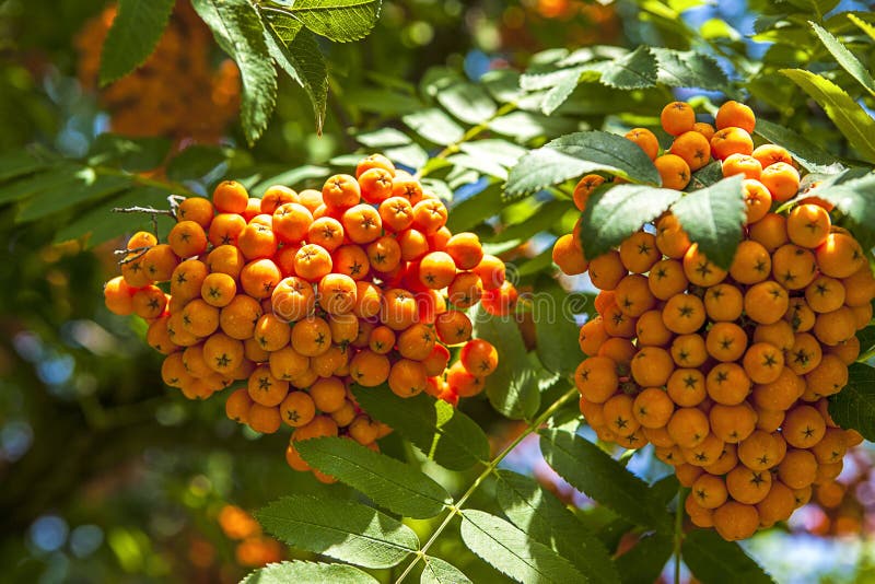 Groups of Mountain Ash Berries. Stock Image - Image of color, closeup ...