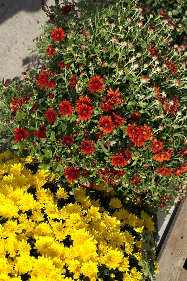 Groups Mums Walkway stock photo. Image of background - 27675232