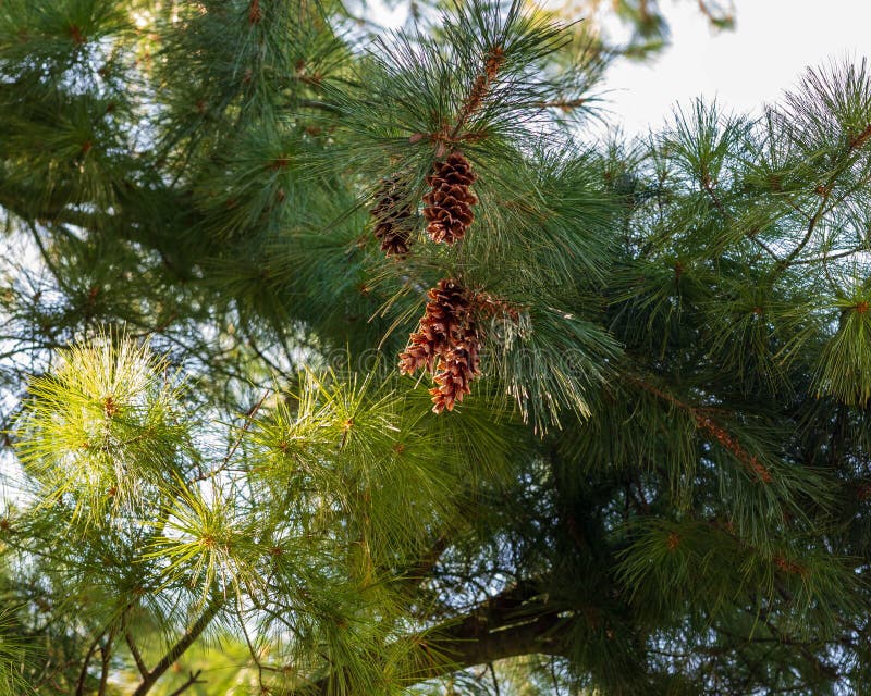 Two Groups of Pine Cones Thick with Sap High Up in the Tree Stock Photo ...
