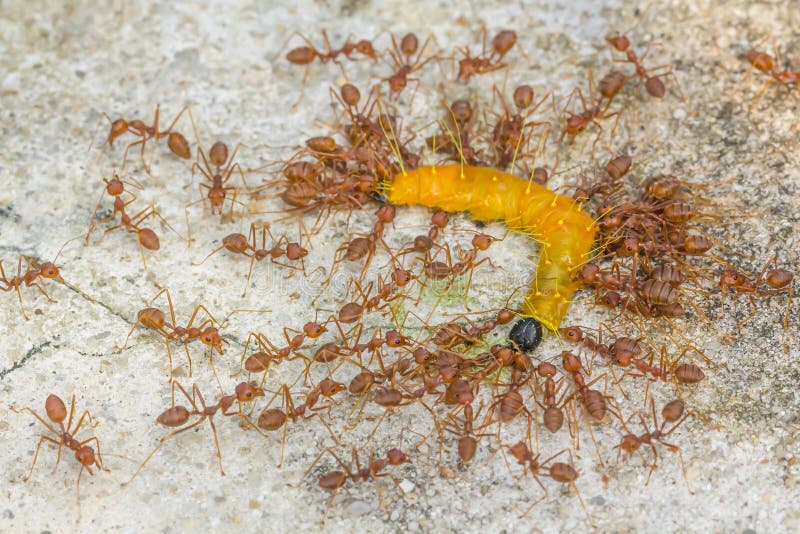 114 Ant Eating Worm Stock Photos - Free & Royalty-Free Stock Photos ...