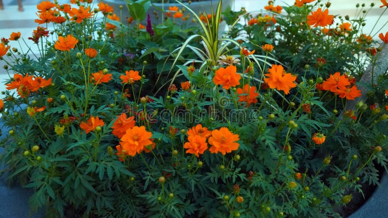 Groups of Small Flower in Garden India 1 Stock Image - Image of ...