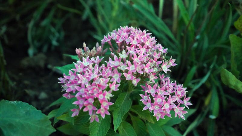 Groups of Small Flower in Garden India Stock Photo - Image of grassy ...
