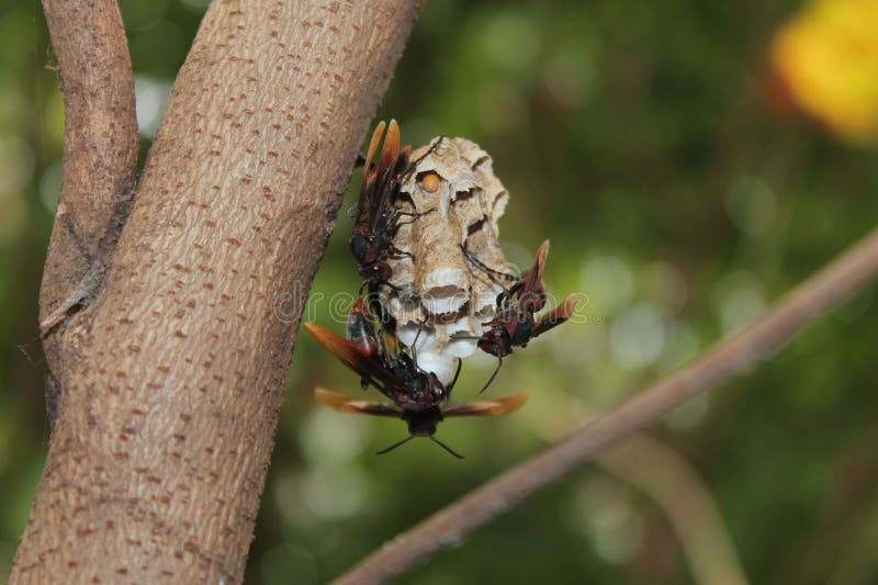 Wasps in the nest stock photo. Image of wildlife, weevil - 322712628
