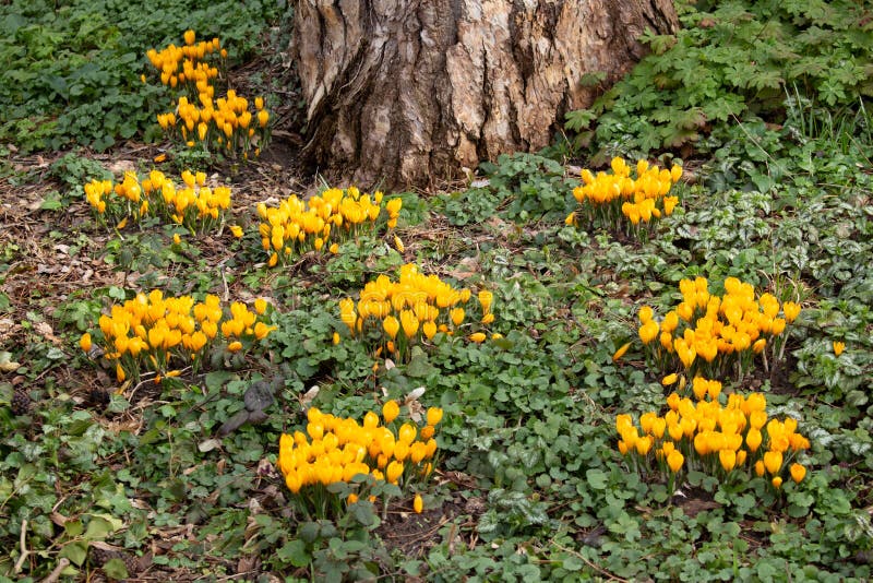 Groups of Yellow Crocus or Saffron Under a Tree, Crocus Flavus Stock ...